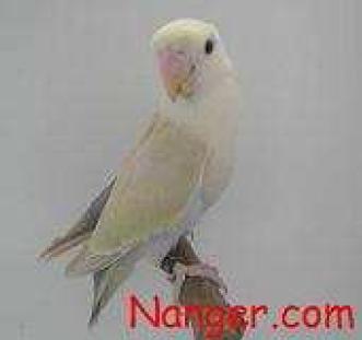 Mutaciones de los agapornis roseicolli : agapornis roseicolli verdes jade oliva cobalto malva ...